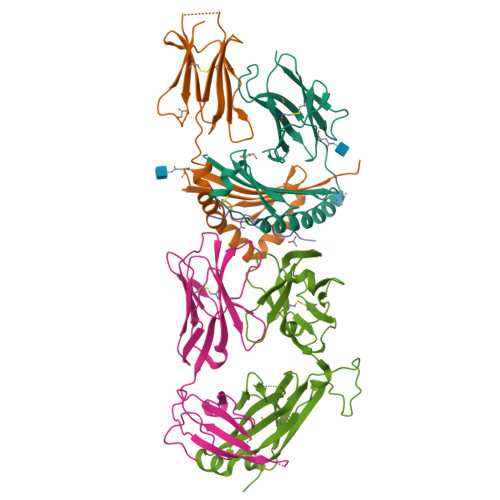 RCSB PDB - 8TRL: T cell recognition of citrullinated alpha-enolase ...