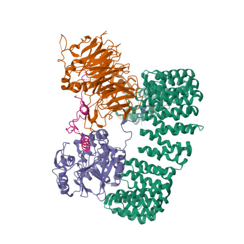 RCSB PDB - 8TTB: Cryo-EM structure of the PP2A:B55-ARPP19 complex