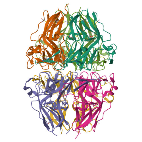 RCSB PDB - 8TYS: Adaptive mechanism of collagen IV scaffold assembly in ...