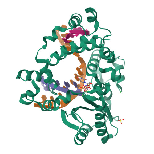 RCSB PDB - 8U0P: Synaptic complex of human DNA polymerase Lambda DL ...