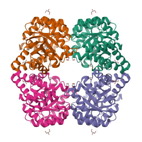 RCSB PDB - 8U8W: Crystal structure of N-acetylneuraminate lyase (NanA ...