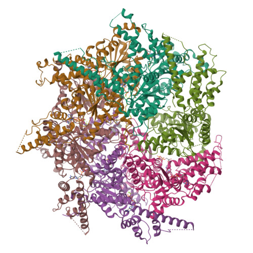 RCSB PDB - 8UB4: Cdc48-Shp1 unfolding native substrate, consensus structure