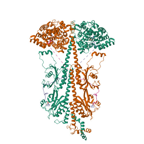 RCSB PDB - 8UGS: Cryo-EM structure of bovine phosphodiesterase 6 bound ...