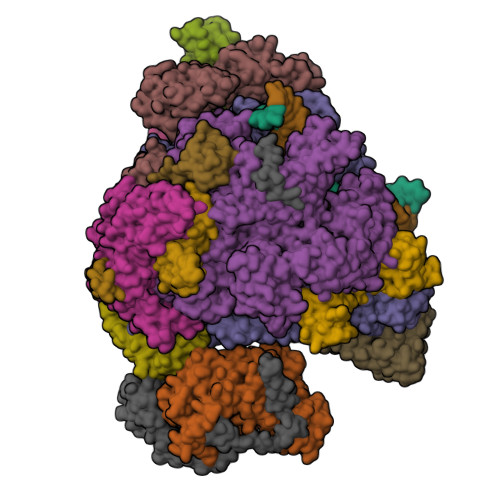 RCSB PDB - 8UIS: Structure of transcription complex Pol II-DSIF-NELF-TFIIS