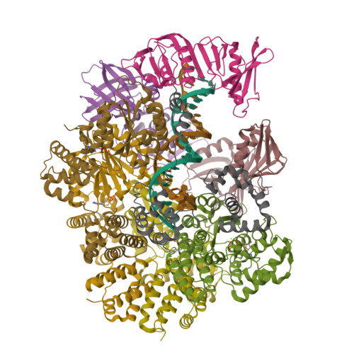 RCSB PDB - 8UNF: Cryo-EM structure of T4 Bacteriophage Clamp Loader ...