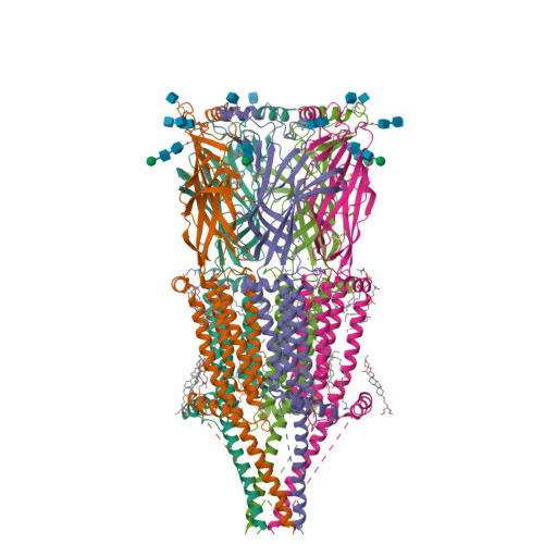 RCSB PDB - 8UT1: Alpha7-nicotinic acetylcholine receptor bound to ...