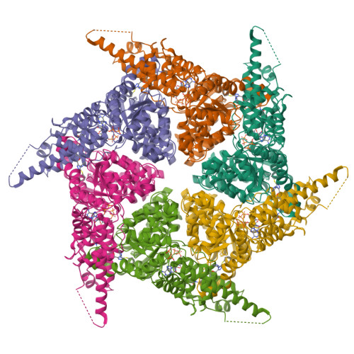 RCSB PDB - 8UVO: Human p97/VCP R155H mutant structure with a triazole ...