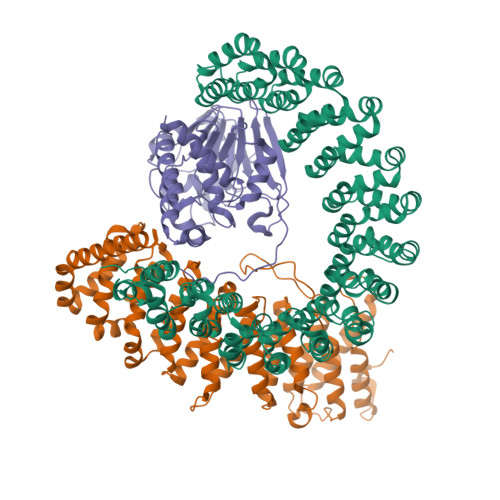 RCSB PDB - 8UWB: Crystal structure of PP2A PPP2R1A-PPP2CA-PPP2R5E ...