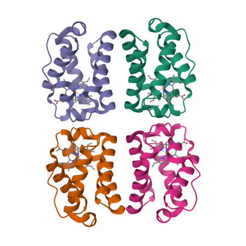 Structure Of Hemoglobin