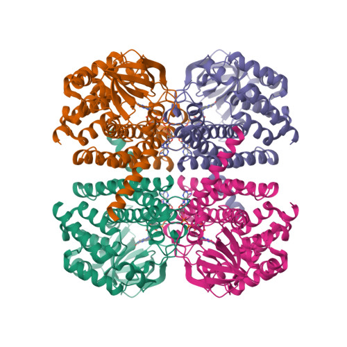 RCSB PDB - 8V3U: ACAD11 D220A with 4-hydroxyvaleryl-CoA