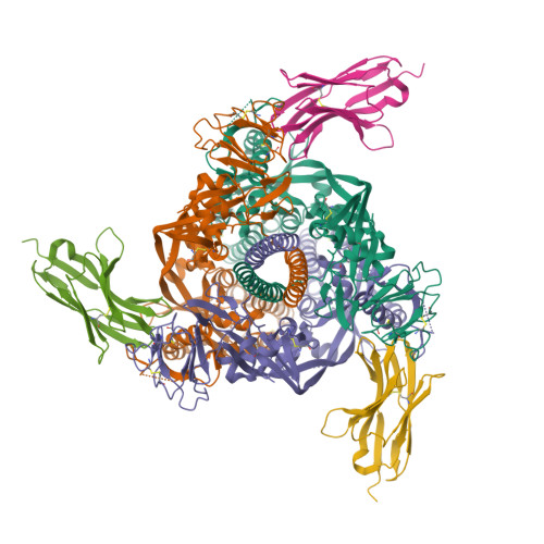 RCSB PDB - 8V5A: Prefusion-stabilized Respirovirus type 3 Fusion protein