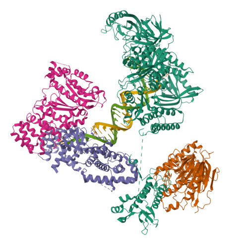 RCSB PDB - 8V6I: DNA elongation complex (configuration 1) of Xenopus ...