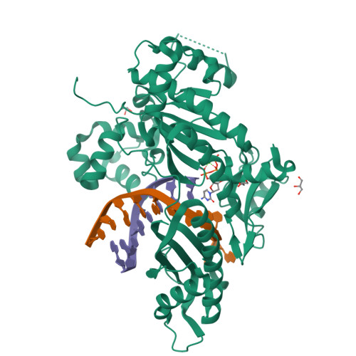 RCSB PDB - 8V7A: Human DNA polymerase eta-DNA-dT primer dCTP insertion ...