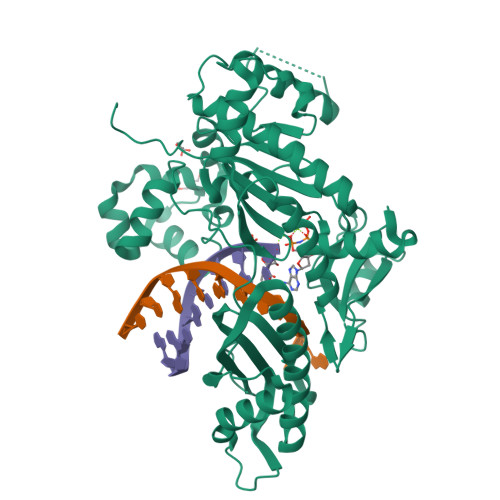 RCSB PDB - 8V7E: Human DNA polymerase eta-DNA-araC-ended primer-dAMPNPP ...