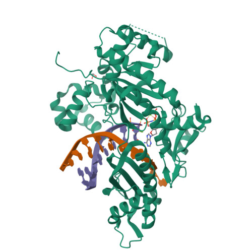 RCSB PDB - 8V7G: Human DNA polymerase eta-DNA-gemC-ended primer-dAMPNPP ...