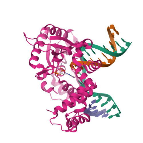 RCSB PDB - 8VFA: Ternary DNA Polymerase Beta bound to DNA containing ...