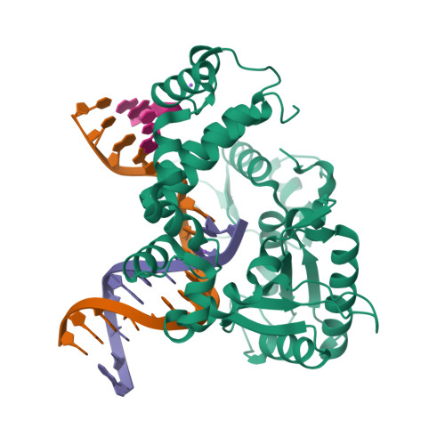 RCSB PDB - 8VFF: Binary DNA Polymerase Beta bound to DNA containing ...