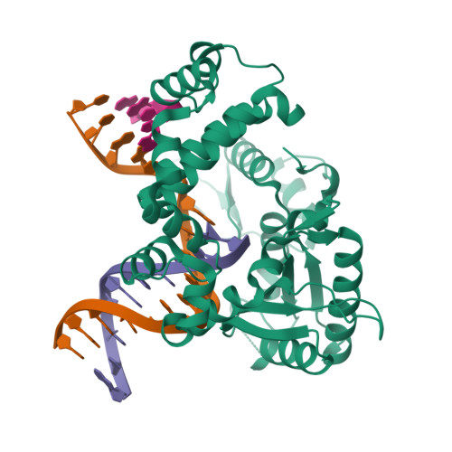 RCSB PDB - 8VFG: Binary DNA Polymerase Beta bound to DNA containing ...