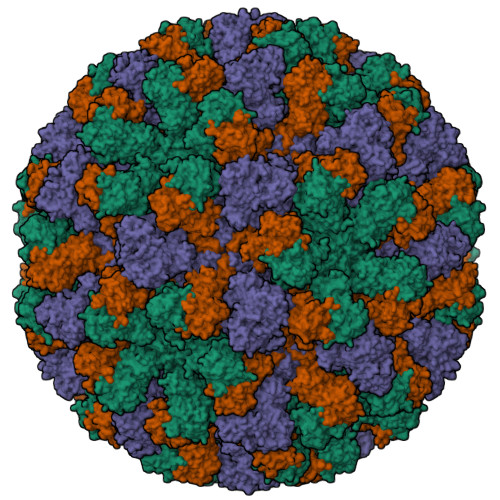 RCSB PDB - 8VGR: Cryo-EM structure of Tulane virus 9-6-17 variant ... RCSB PDB - 8VGR: Cryo-EM structure of Tulane virus 9-6-17 variant ...
