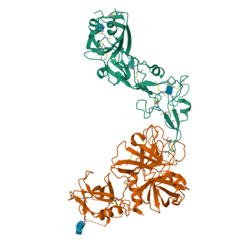 RCSB PDB - 8VGT: Structure of the HKU1 RBD bound to the human TMPRSS2 ...