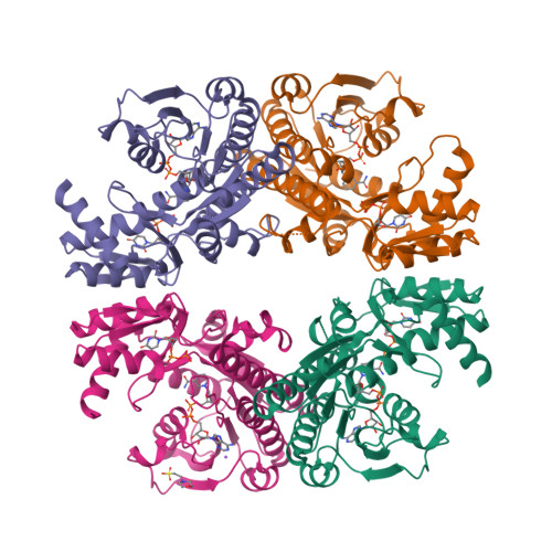 RCSB PDB - 8VR2: Crystal structure of the Pcryo_0617 oxidoreductase ...