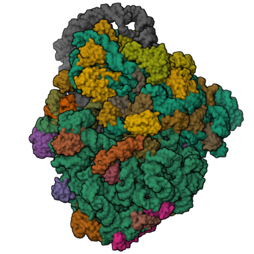 RCSB PDB - 8VS9: Endogenous trans-translation complex with tmRNA*SmpB ...