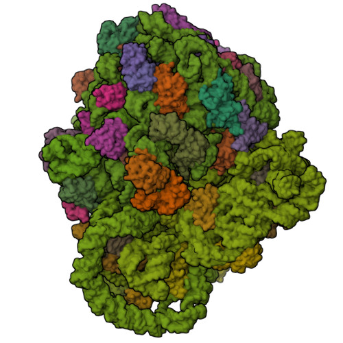 RCSB PDB - 8VSA: Endogenous trans-translation complex with tmRNA*SmpB ...