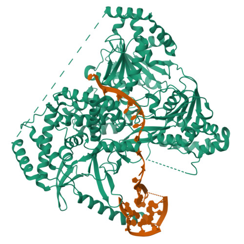 RCSB PDB - 8VV2: Cryo-EM Structure of DHX36 bound to a RNA G-quadruplex ...