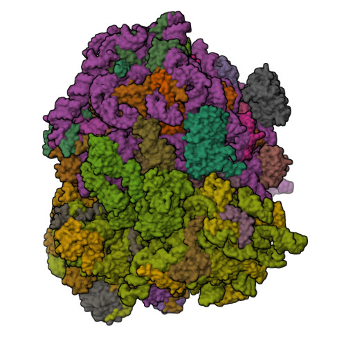 RCSB PDB - 8VVT: Mammalian ribosomes bound to Anisomycin in the rotated ...