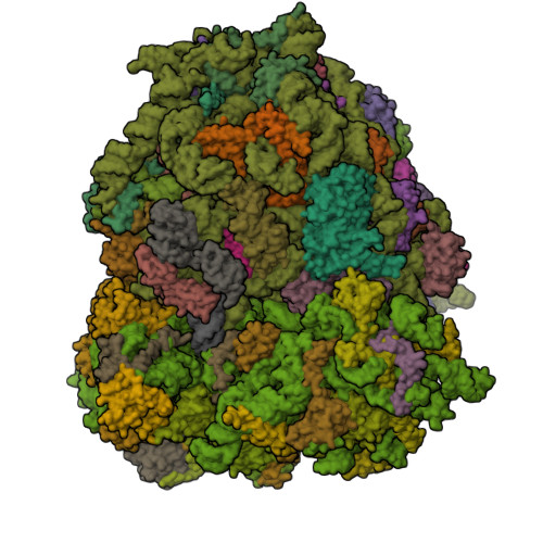 RCSB PDB - 8VVU: Anisomycin-bound mammalian ribosome with partially ...