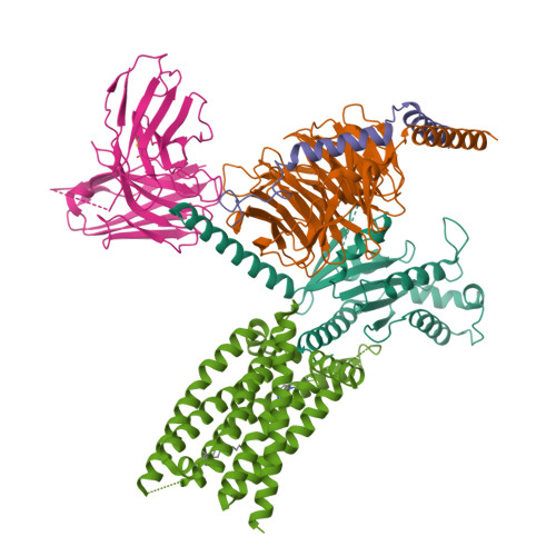 RCSB PDB - 8VY7: CryoEM structure of Gi-coupled TAS2R14 with ...