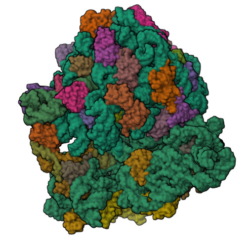 RCSB PDB - 8W2N: E. coli 70S ribosome with unmodified Lys-tRNAPro(GGG ...