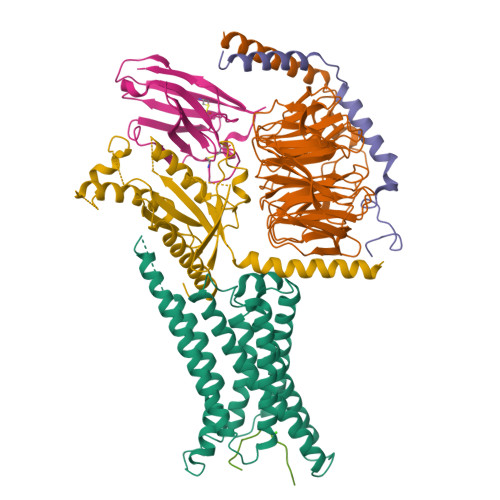 RCSB PDB - 8W8W: Cryo-EM structure of alpha-MSH-MC3R-Gs_Nb35 complex