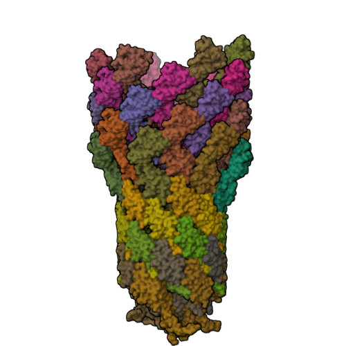 RCSB PDB - 8WKI: Cryo-EM structure of the distal rod-hook within the ...