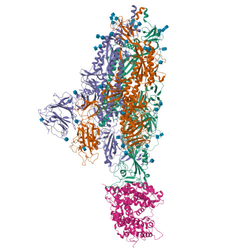 RCSB PDB - 8WLO: Cryo-EM structure of SARS-CoV-2 prototype spike ...