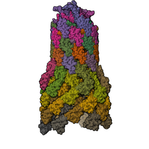 RCSB PDB - 8WLP: Cryo-EM structure of the distal rod-hook within the ...