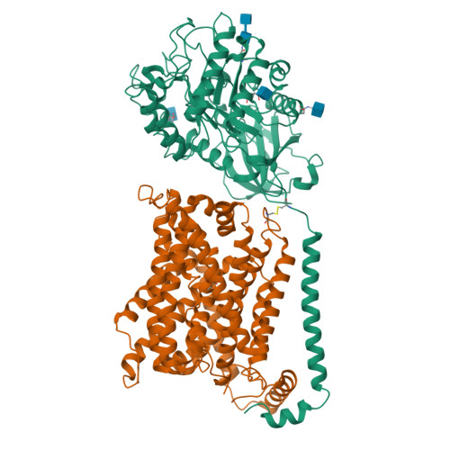 RCSB PDB - 8WNT: Cryo EM map of SLC7A10 with L-Alanine substrate