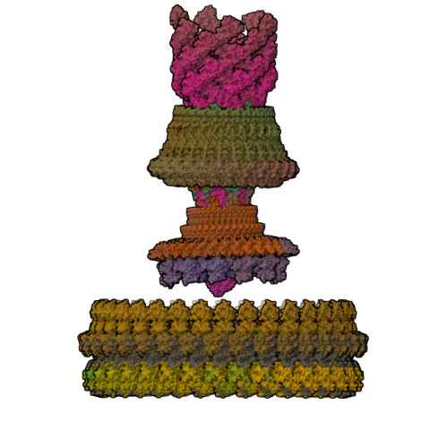 RCSB PDB - 8WOE: Cryo-EM structure of the intact flagellar motor-hook ...