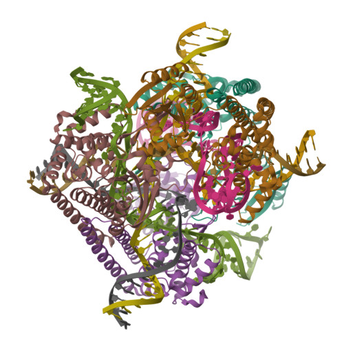 RCSB PDB - 8WT9: Cryo-EM structure of the IS621 recombinase in complex ...