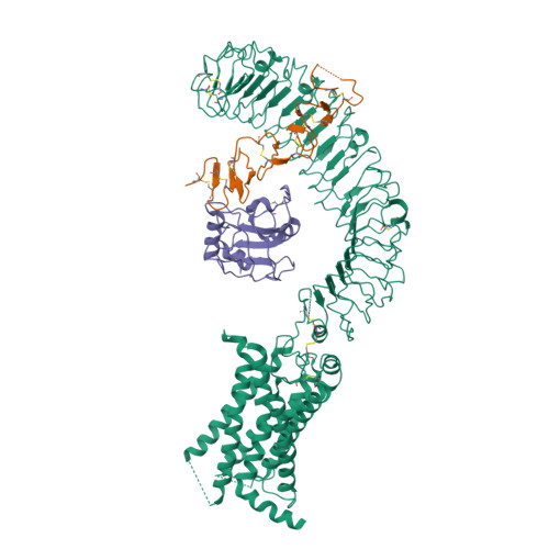 RCSB PDB - 8WVU: Cryo-EM structure of LGR4 in complex with Rspo1 and RNF43