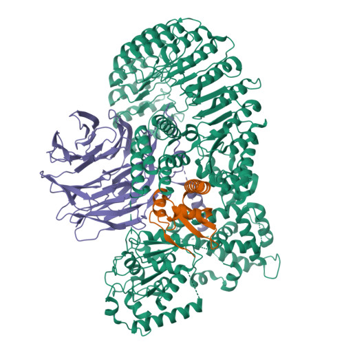 RCSB PDB - 8X7V: Structure of human SCMC ternary complex