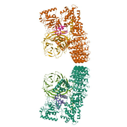 RCSB PDB - 8X7W: Structure of dimeric human SCMC complex
