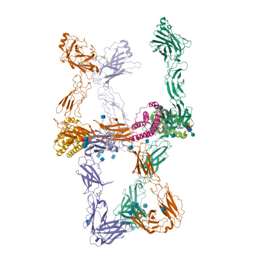 RCSB PDB - 8X80: Structure of leptin-LepR trimer with a small gap