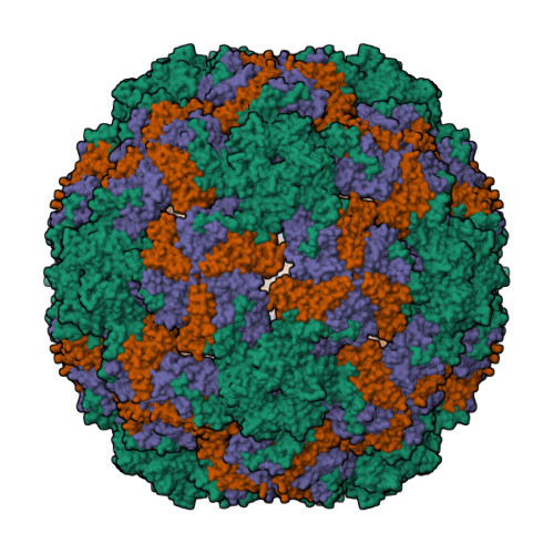 RCSB PDB - 8X96: Cryo-EM structure of enterovirus A71 A-particle in ...
