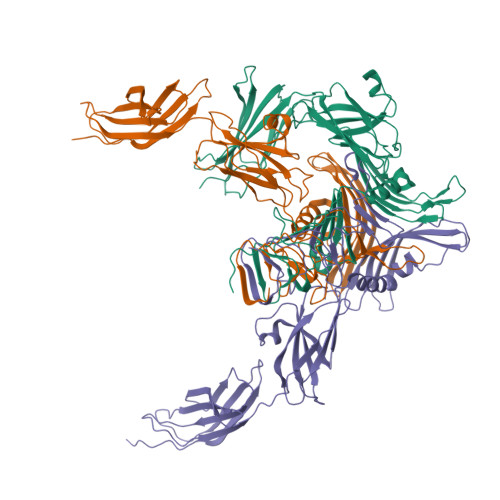 RCSB PDB - 8XCI: Open state of central tail fiber of bacteriophage ...