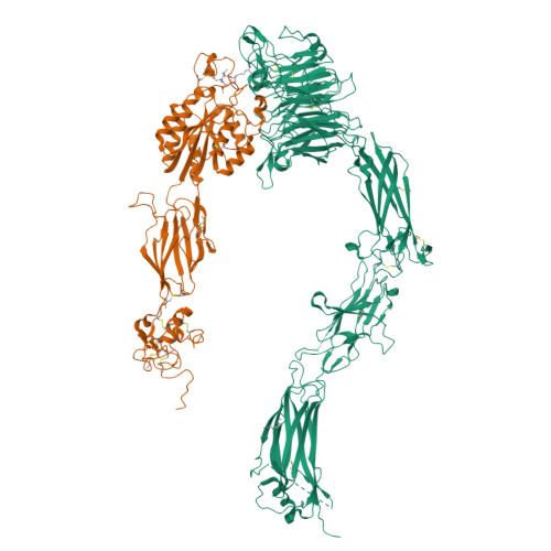 RCSB PDB - 8XER: Cryo-EM structure of integrin ITGAV, ITGB3 and Cilengitide TFA complex ...