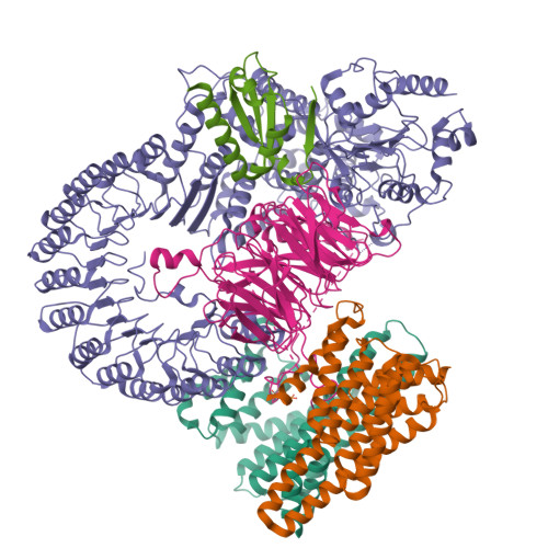 RCSB PDB - 8XI3: Structure of mouse SCMC-14-3-3gama complex