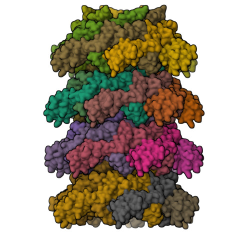 RCSB PDB - 8XKN: Cryo-EM structure of tail tube protein