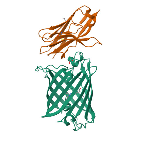 RCSB PDB - 8XLD: Structure of the GFP:GFP-nanobody complex from Biortus.