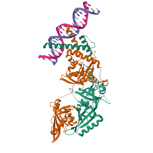RCSB PDB - 8XS8: Crystal structure of the DNA-bound AHR-ARNT ...